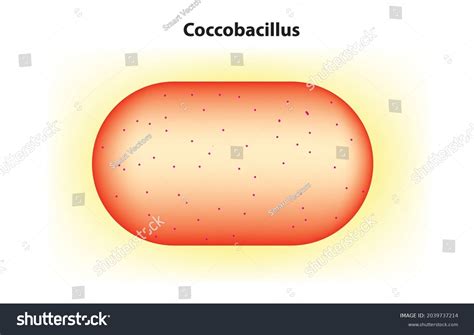 Biological Illustration Coccobacillus Bacteria Genus Grampositive Stock Vector Royalty Free