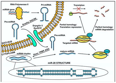 Biomolecules Special Issue The Role Of Non Coding Rnas In Health And Disease