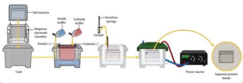 Polyacrylamide Gel Electrophoresis Page Principle And Procedure • Microbe Online