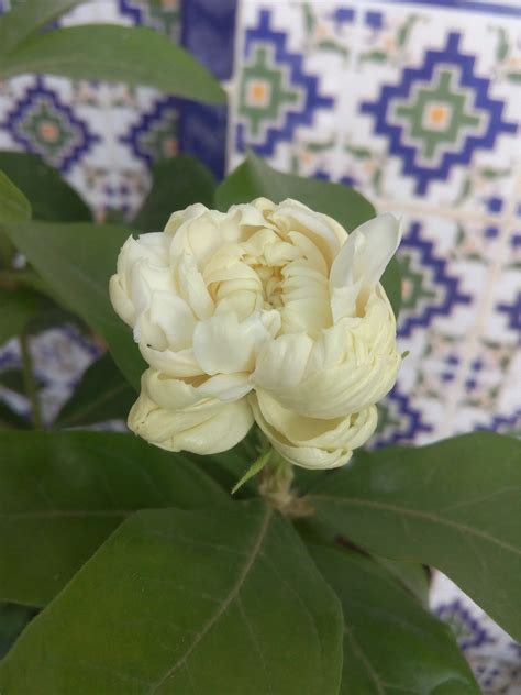 Jninet Dari Facebook