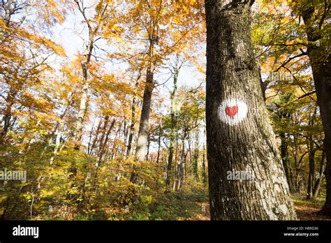 Protection Of Trees And Environment And Planet Stock Photo Alamy