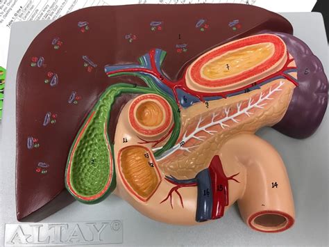 Common Bile Duct Model