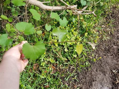 Vine Identification In The Plant Id Forum