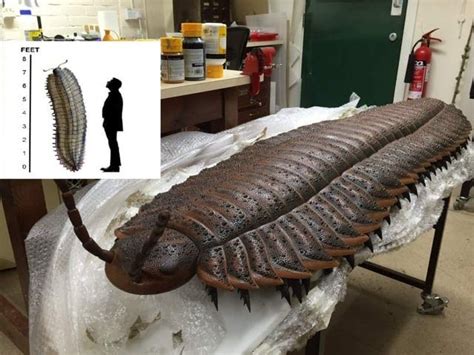 300 Million Year Old Fossil Reveals Head Of Giant Millipede Like
