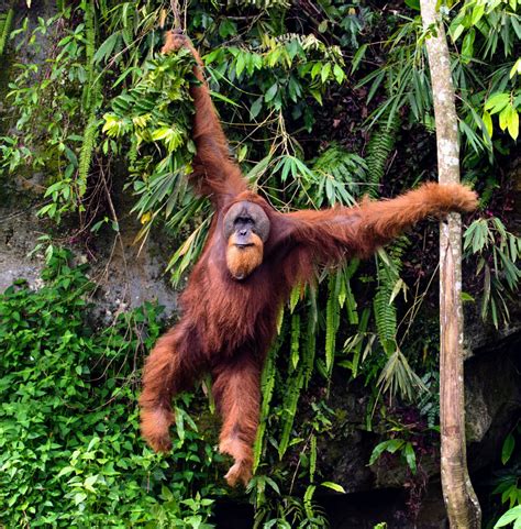 Earliest Humans Were Bipedal And Could Swing Through Trees