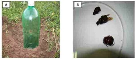 Trap Type Provid Collection Of Macrofauna A And Identification Of Download Scientific Diagram