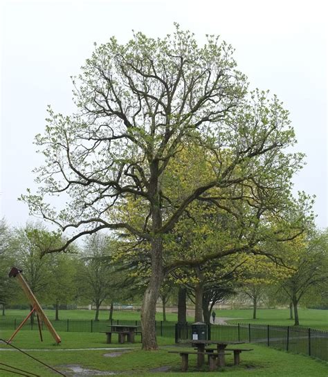 Ehretia Dicksonii Trees And Shrubs Online