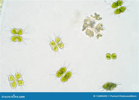 Freshwater Aquatic Plankton Under Microscope View Stock Image 134886001