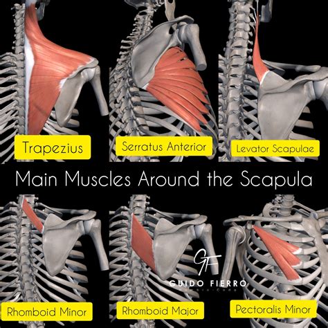 690 Anatomy Lessons Ideas In 2025 Anatomy Muscle Anatomy Anatomy