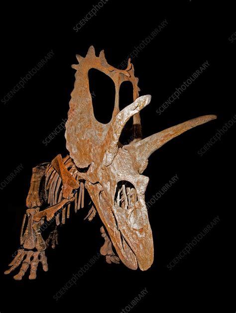 Pentaceratops Skeleton