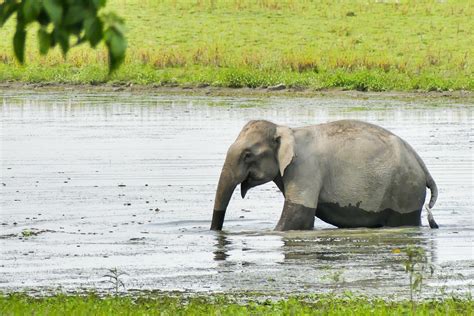 Grassroots Groups Tackle Human Wildlife Conflict Across India Nepal