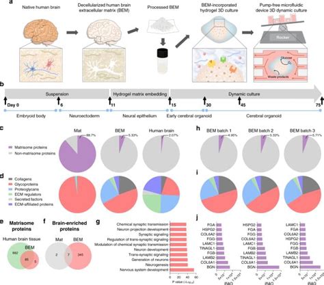 Microfluidic Device With Brain Extracellular Matrix Promotes Structural And Functional