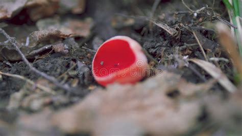 Early Spring Vibrant Orange Fungus Growing On Decaying Log In Forest