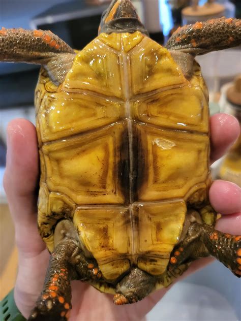 Shell Rot Rredfoottortoise