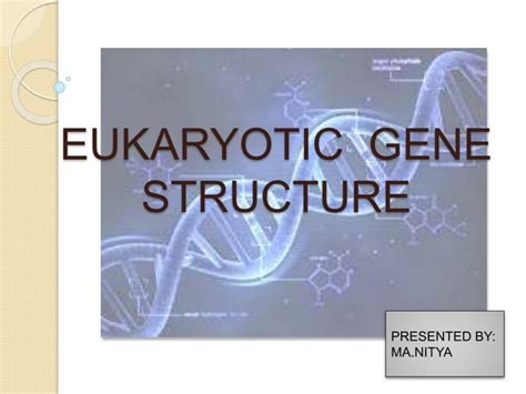 Eukaryotic Gene Structure Pptx Genetics Science