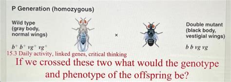 Solved P Generation Homozygous Wild Type Gray Body