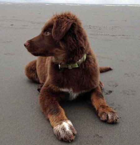 Aussiedor Australian Shepherd Labrador Mix Puppies