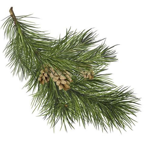 Fluffy Pine Branch With Small Cute Cones Watercolor Illustration In