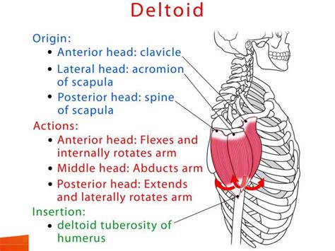 Deltoid Muscle Origin Insertion And Movement Ppt