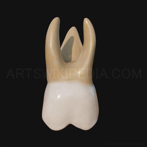 3d Model Of Maxillary Left First Moler