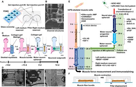 Compartmentalized Design Of A Human Motor Unit On A Chip Microfluidic