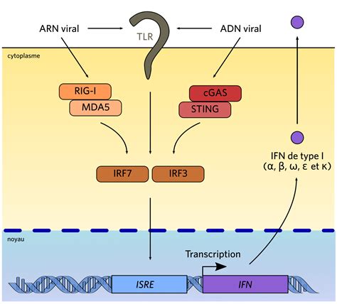 Les Interférons De Type I Et Iii Des Effecteurs De Limmunité Innée Antivirale Planet Vie