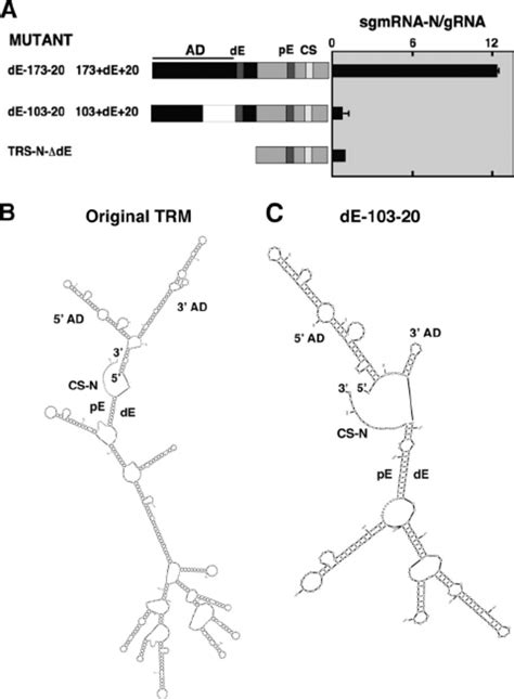 Relevance Of 5 Ј Flanking Sequences Of The Proximal Element On N Gene