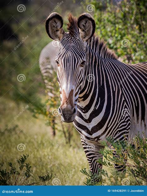 Common Zebra Facing Forward In Samburu Stock Image Image Of Savannah