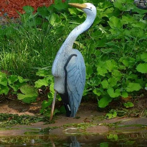8 Heron Deterrents For Ponds Best Methods Pond Informer