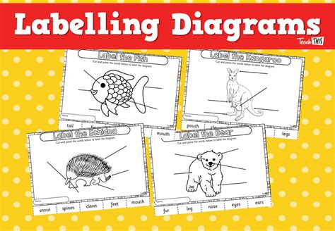 Labelling Diagrams Teacher Resources And Classroom Games Teach This