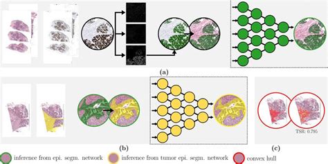 Flowchart Highlighting Different Pipeline Steps A Epithelium Download Scientific Diagram
