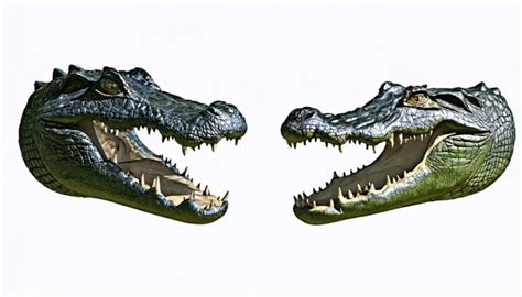 Crocodiles Vs Alligators Which Apex Predator Poses The Greater Threat