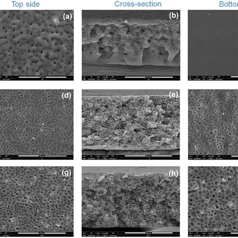 Sem Micrographs Top And Color Filtered Image Bottom To Identify Download Scientific