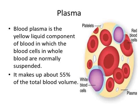 The Human Body