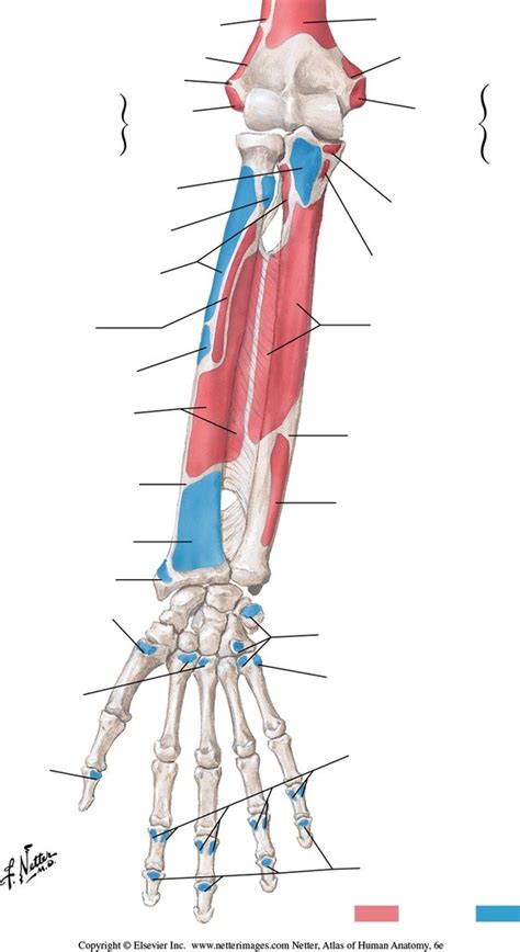 Flexor Digitorum Superficialis Origin And Insertion