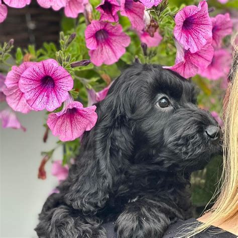 Cockapoo Puppies Available Jandaz Cockapoos