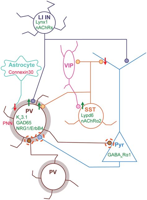 Molecular And Synaptic Loci Of Plasticity During Sensory Critical Download Scientific Diagram