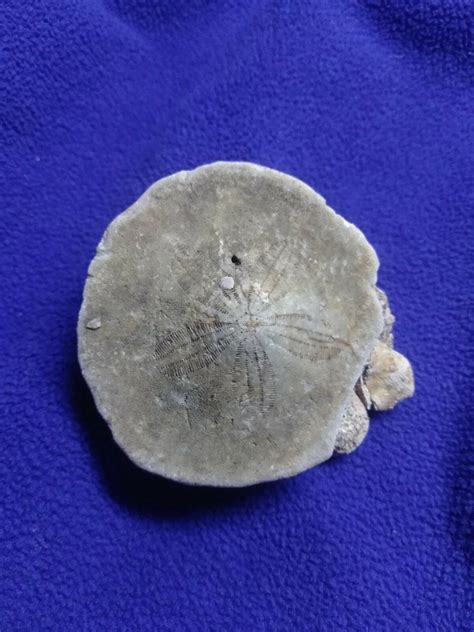 Class Echinoidea Fossil