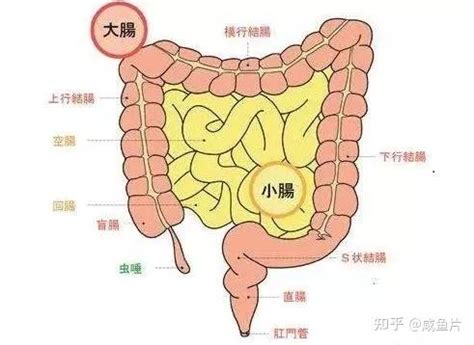 中医养生入门：小肠在人体的作用 知乎