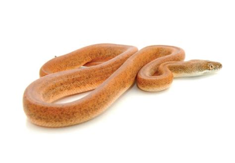 Savu Python For Sale Reptiles Heaven