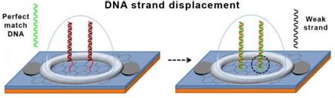 Graphene Biosensor Has New Detection Method For Dna Mutations Graphene Uses