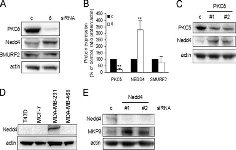 Pkc Depletion Leads To Up Regulation Of Nedd4 Which Suppresses Mkp3