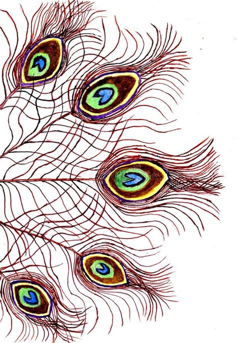 Watercolor Peacock Feather Stock Illustration Illustration Of Colorful