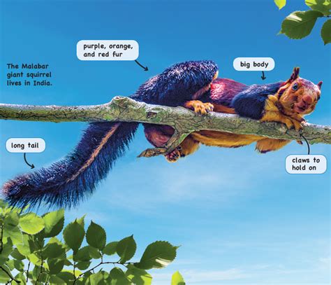 Indian Squirrel Rainbow Indian Giant Squirrel Wikipedia