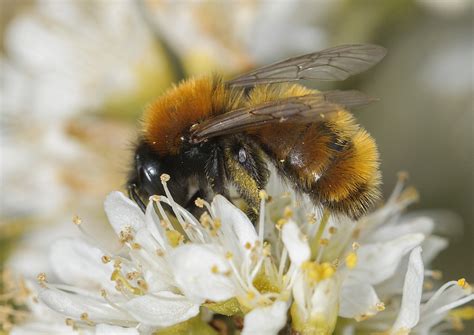 Solitary Bees Training For Identification Surveys And Monitoring SWSEIC