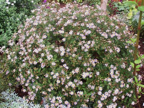 Aster Asran Les Jardins Du Gué