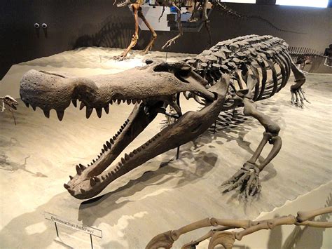 Deinosuchus Wikiwand