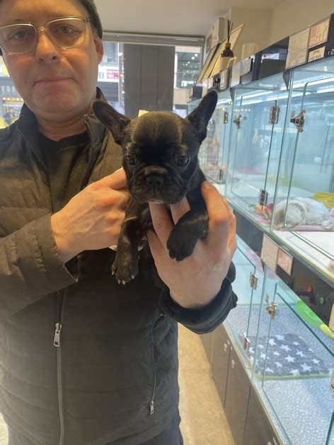 분양후기 01 20 프렌치불독 분양후기 유어펫 공식사이트 강아지분양고양이분양