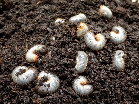 Grub Talk The Life Cycle Of The White Grub