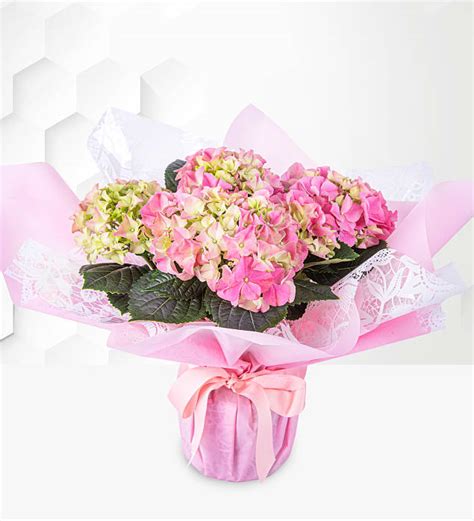 Spring Hydrangea Prestige Flowers